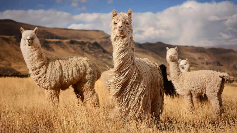 ALPaCA AI: Stanford launches ChatGPT clone - for just $600