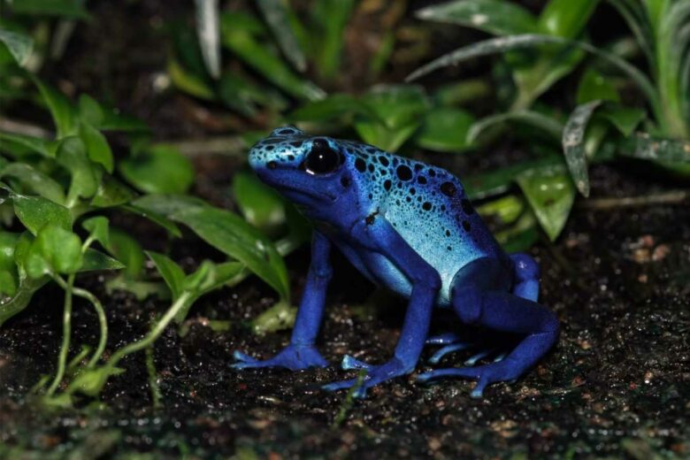 Frogs Dendrobates tinctorius: the study on hind leg tapping
